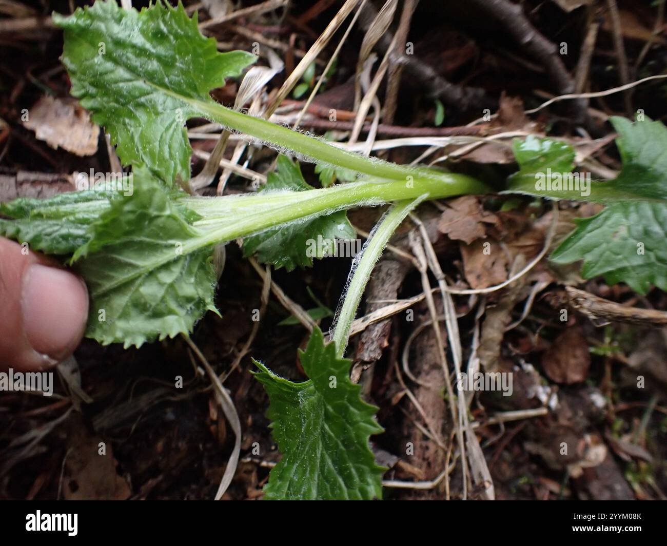 Arrowleaf Senecio (Senecio triangularis Stock Photo - Alamy
