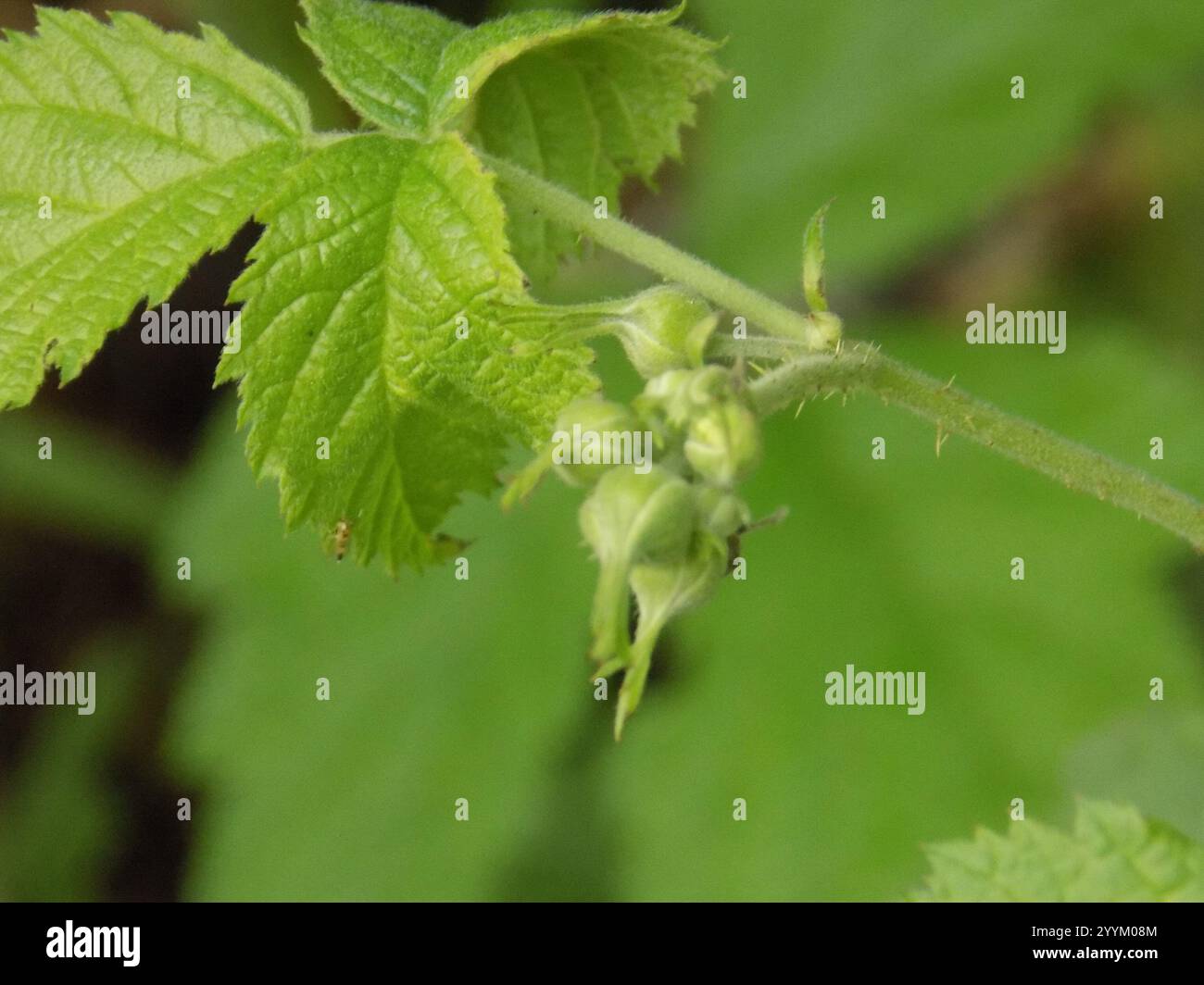 European dewberry (Rubus caesius Stock Photo - Alamy