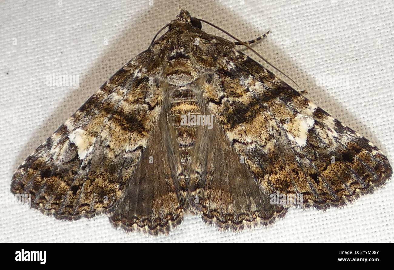 Live Oak Metria Moth (Metria amella Stock Photo - Alamy