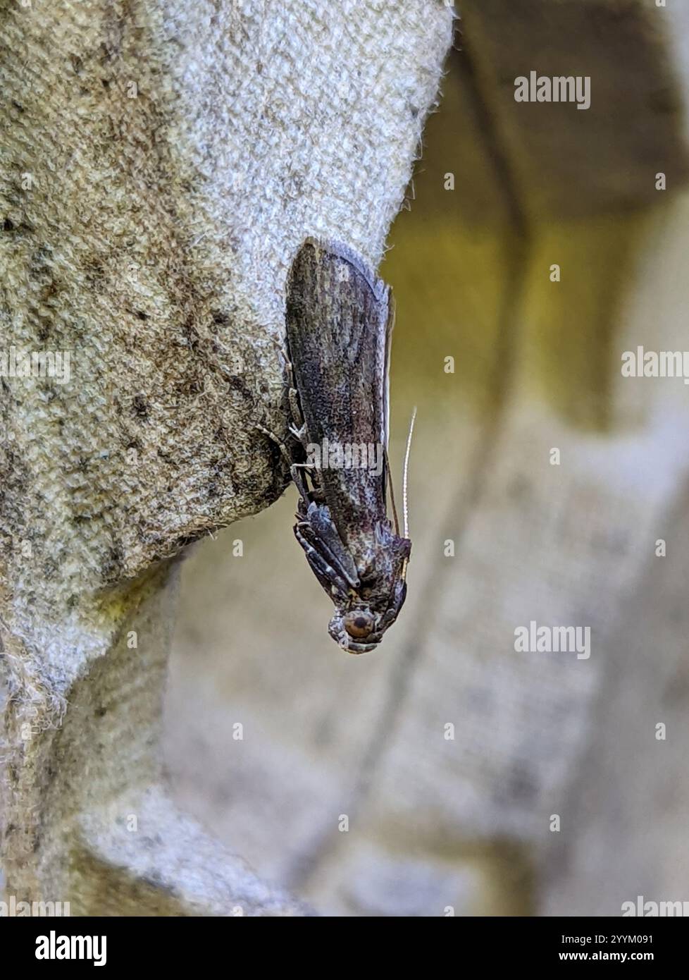 Dotted Oak Knot-horn (Phycita roborella Stock Photo - Alamy