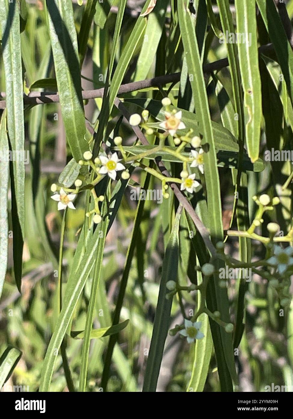 Wilga (Geijera parviflora Stock Photo - Alamy