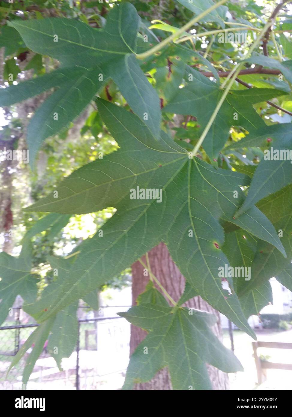American sweetgum (Liquidambar styraciflua Stock Photo - Alamy