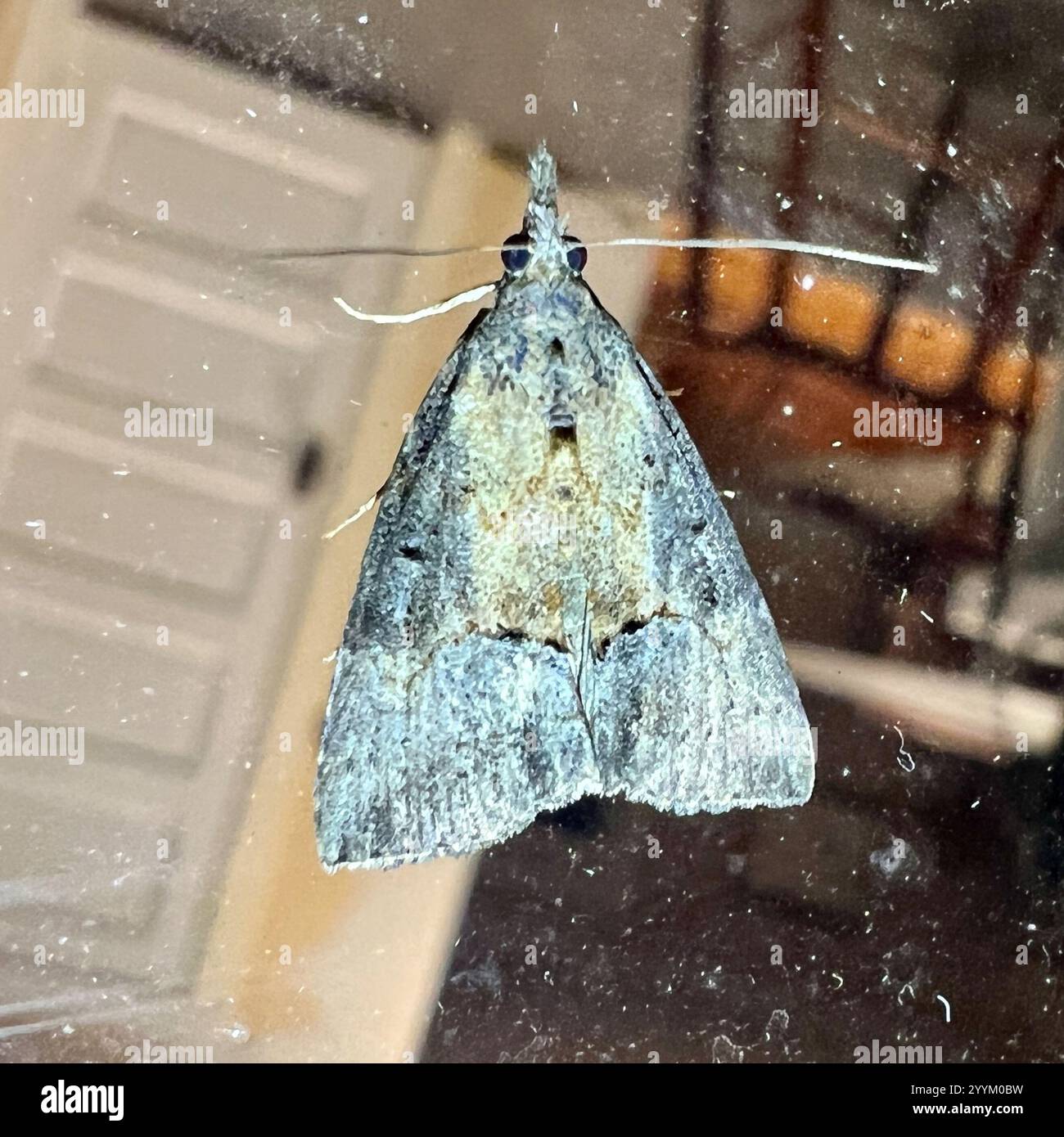 Green Cloverworm Moth (Hypena scabra Stock Photo - Alamy