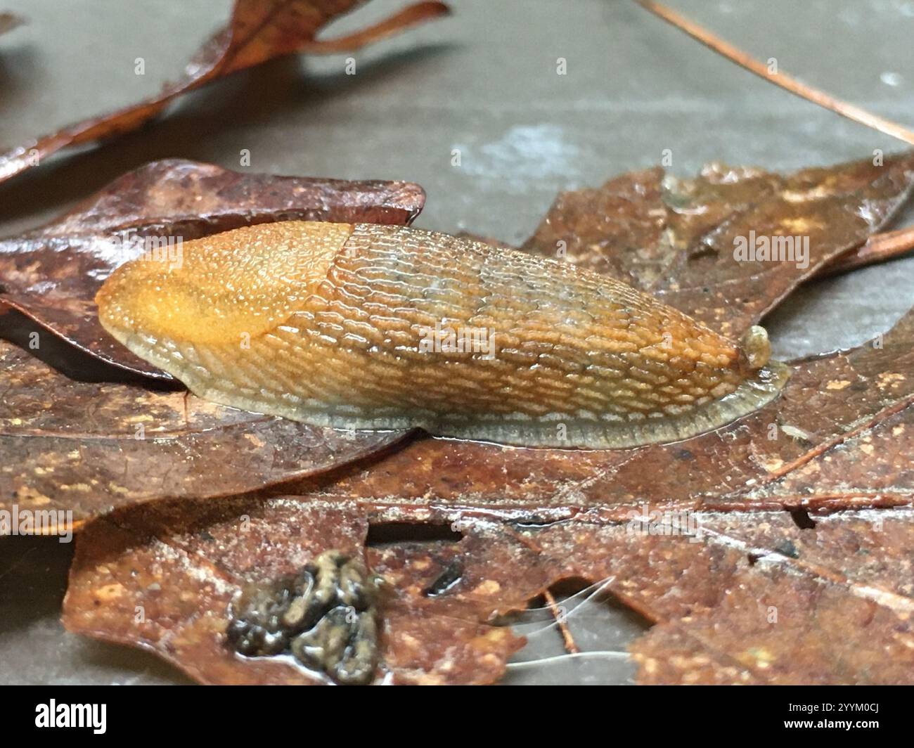 Arion Slugs (Arion Stock Photo - Alamy
