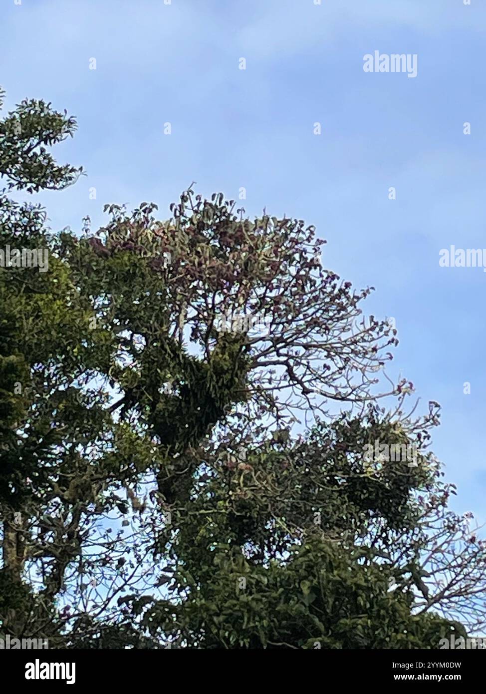 Giant Stinging Tree (Dendrocnide excelsa Stock Photo - Alamy