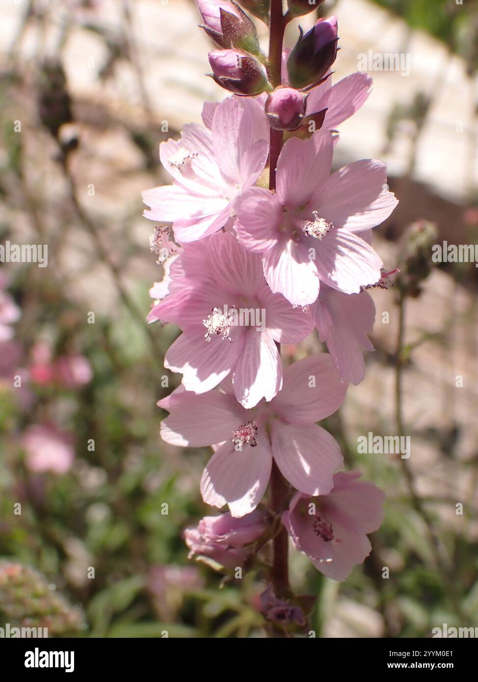 Spicate Checkerbloom (Sidalcea oregana spicata Stock Photo - Alamy