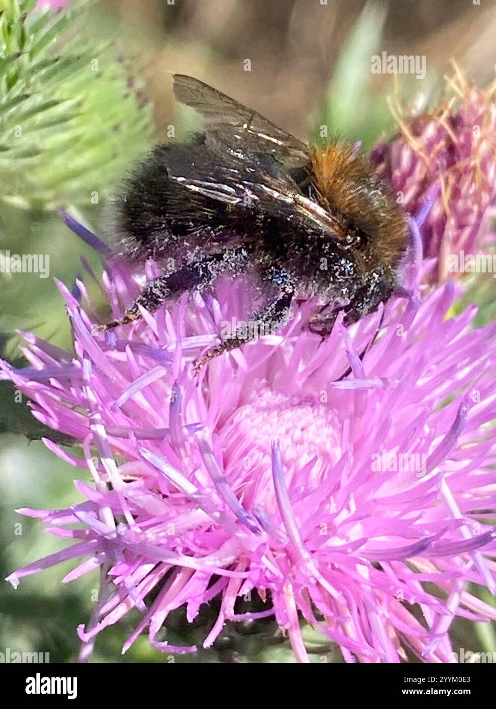 Tree Bumble Bee (Bombus hypnorum Stock Photo - Alamy