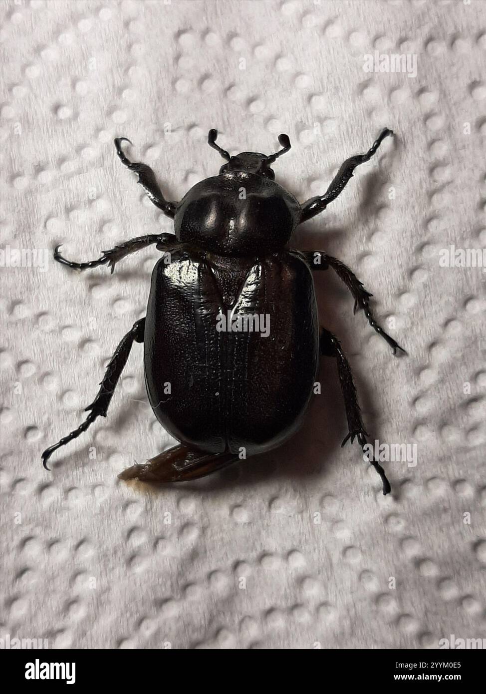 Typical Hermit Beetles (Osmoderma Stock Photo - Alamy