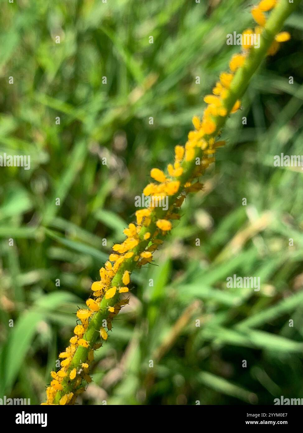 Oleander Aphid (Aphis nerii Stock Photo - Alamy