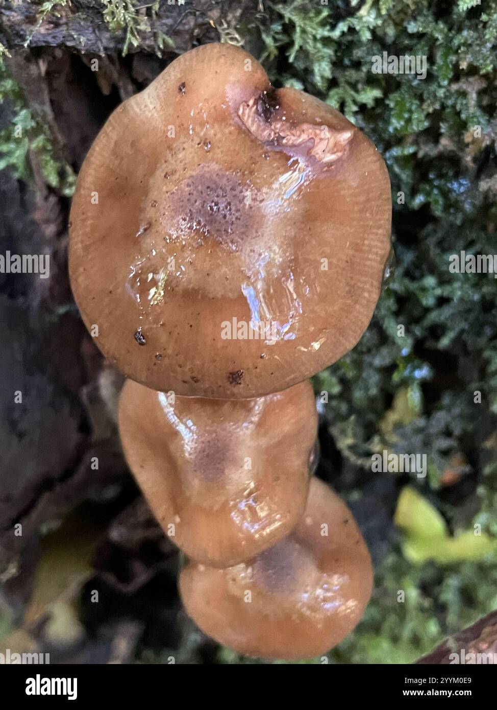 honey mushrooms (Armillaria Stock Photo - Alamy