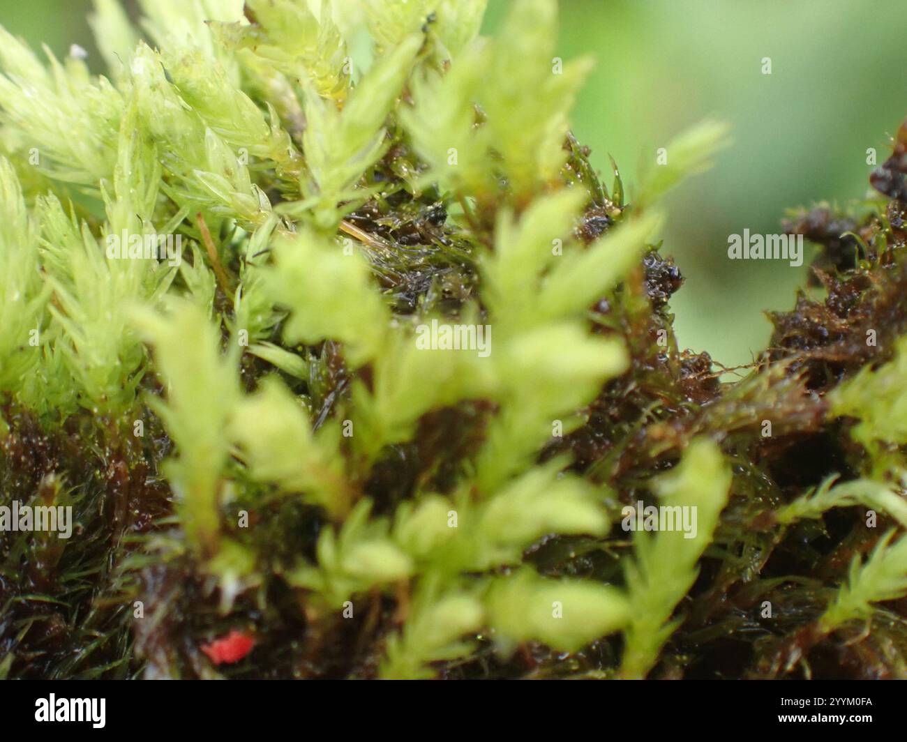 ribbed bog moss (Aulacomnium palustre Stock Photo - Alamy