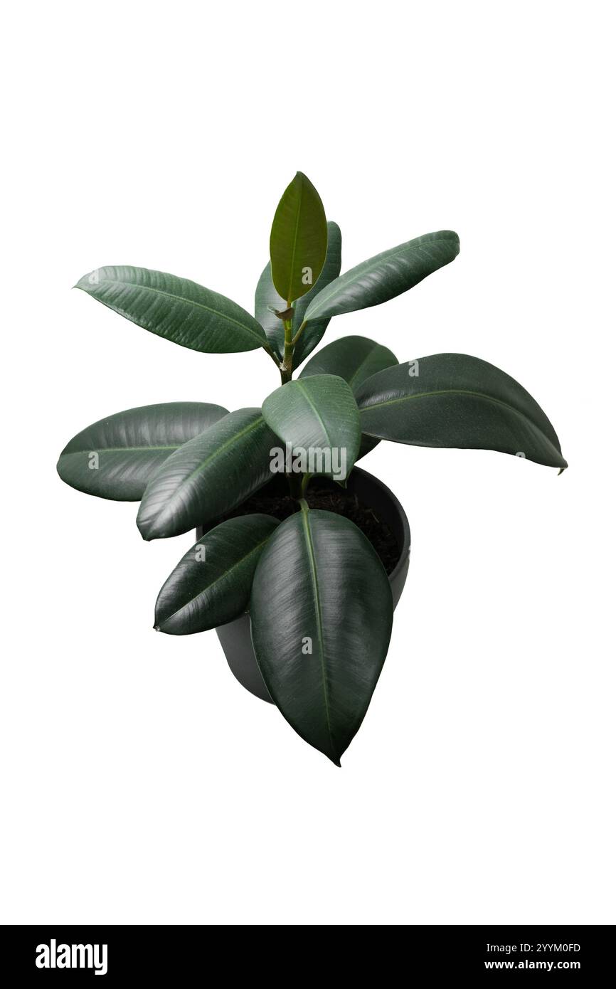 ficus with large leaves in a dark grey pot, isolated on transparent ...