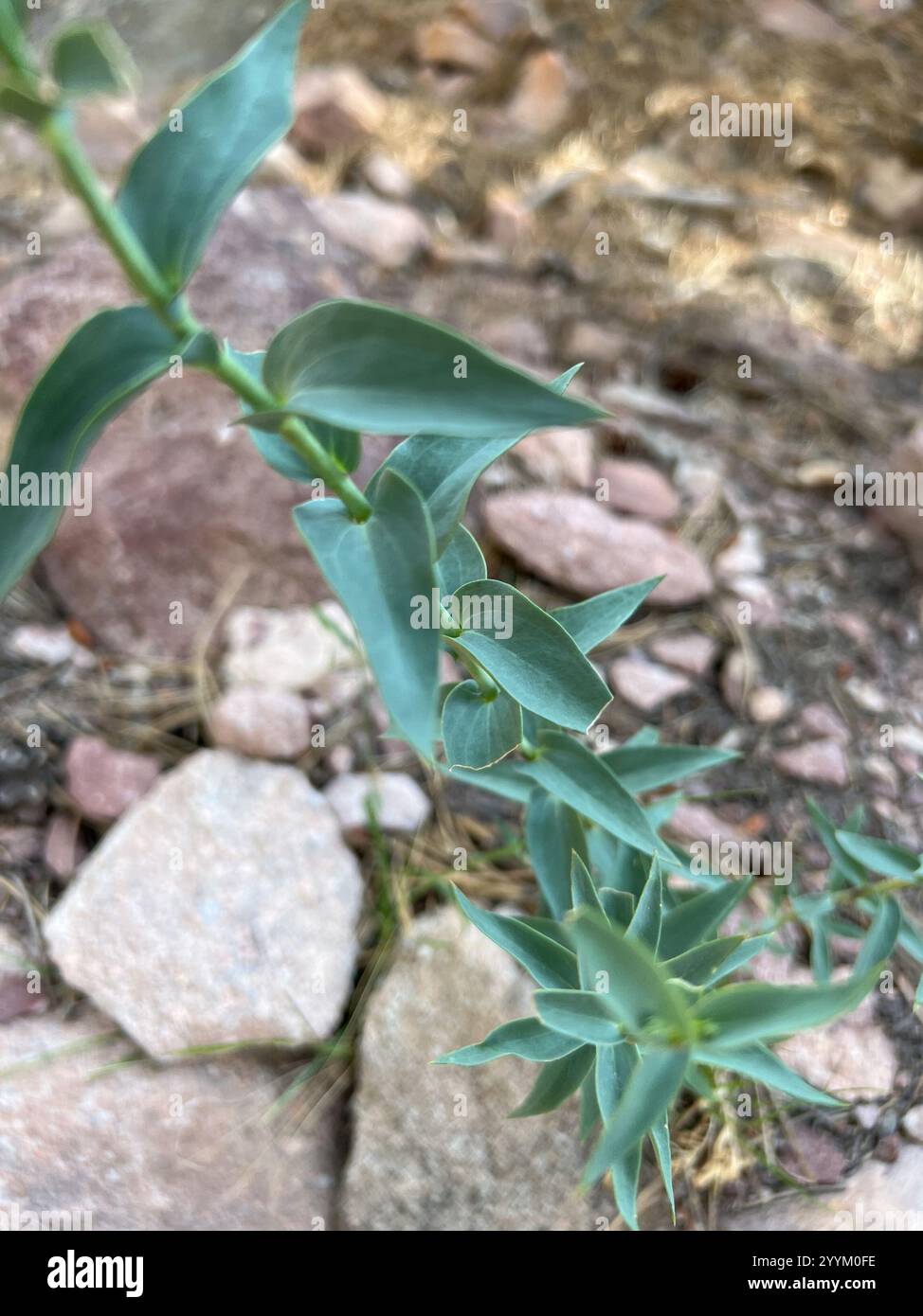 Balkan toadflax (Linaria dalmatica Stock Photo - Alamy