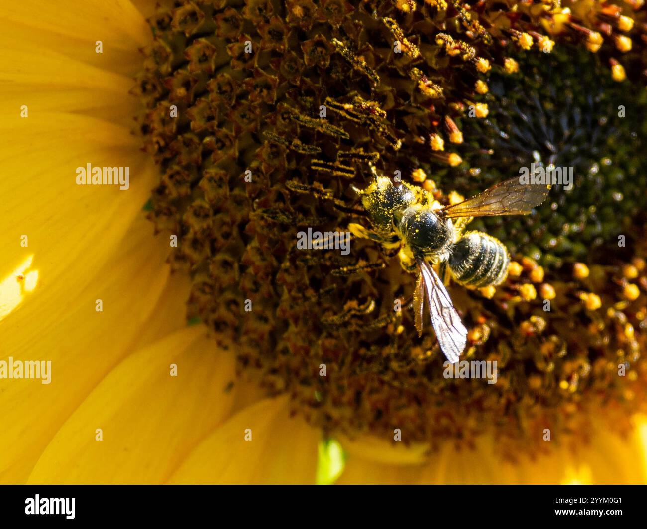 Pugnacious leafcutter bee hi-res stock photography and images - Alamy