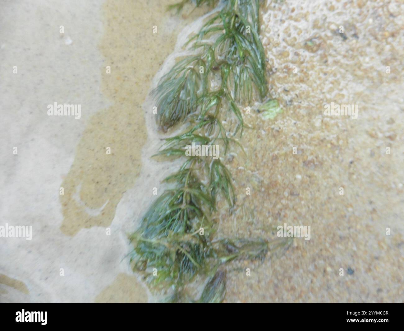 coontail (Ceratophyllum demersum Stock Photo - Alamy