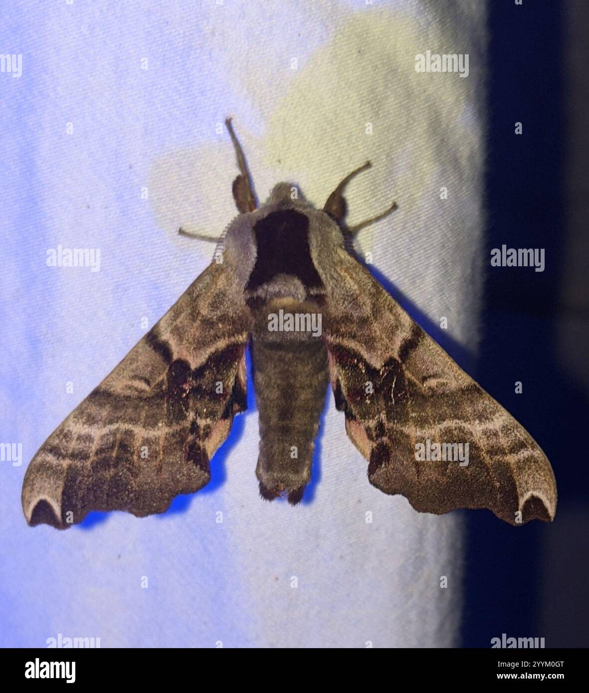 Twin spotted sphinx hi-res stock photography and images - Alamy