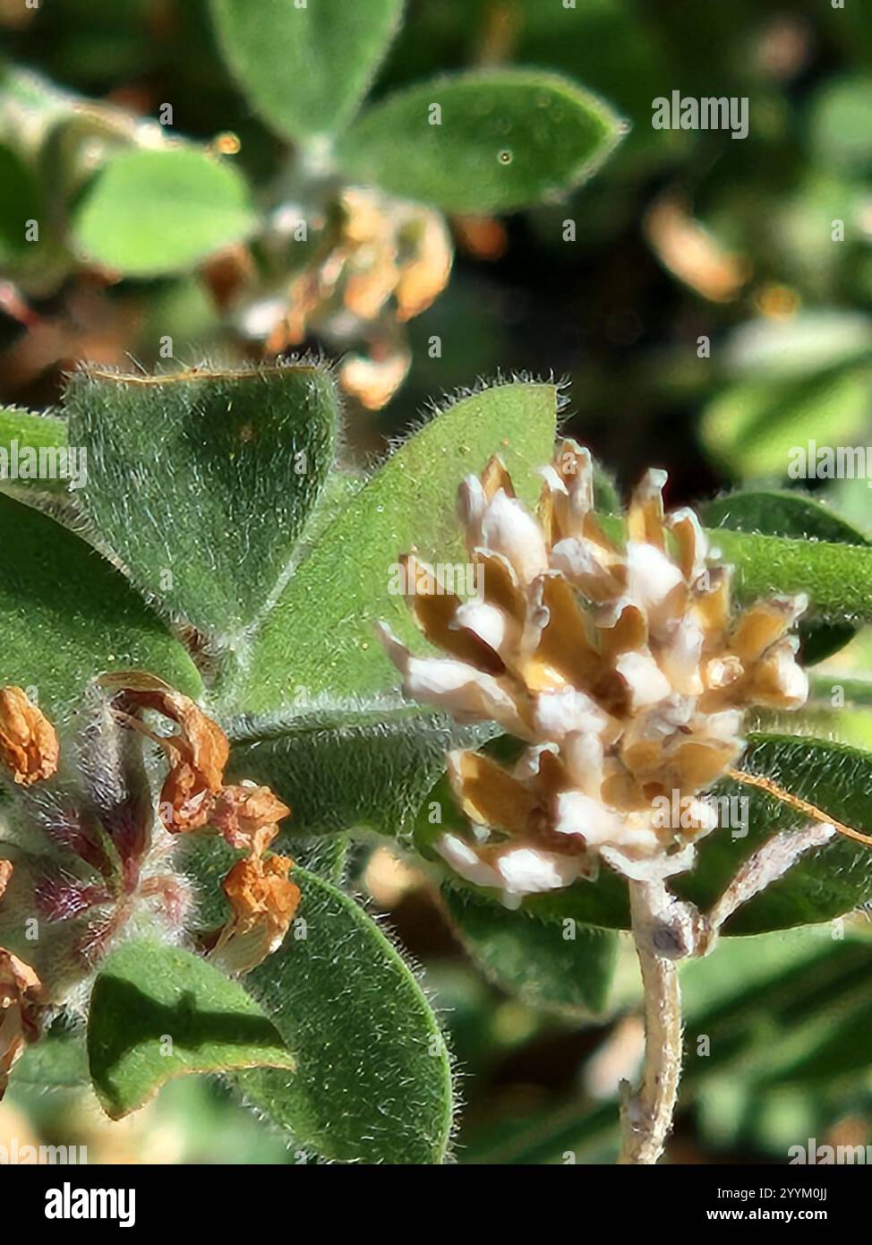 Heermann's Lotus (Acmispon heermannii Stock Photo - Alamy