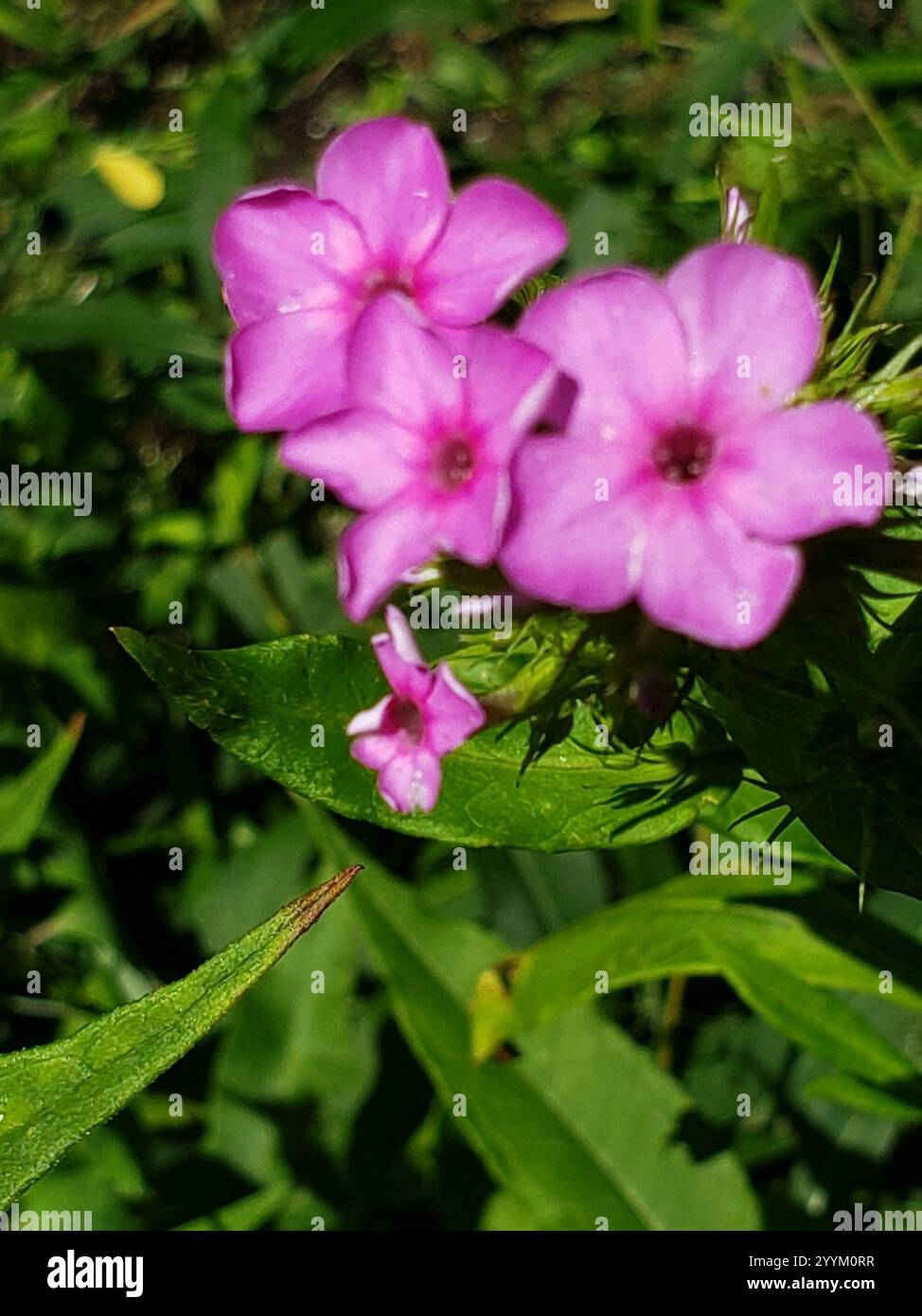 fall phlox (Phlox paniculata Stock Photo - Alamy