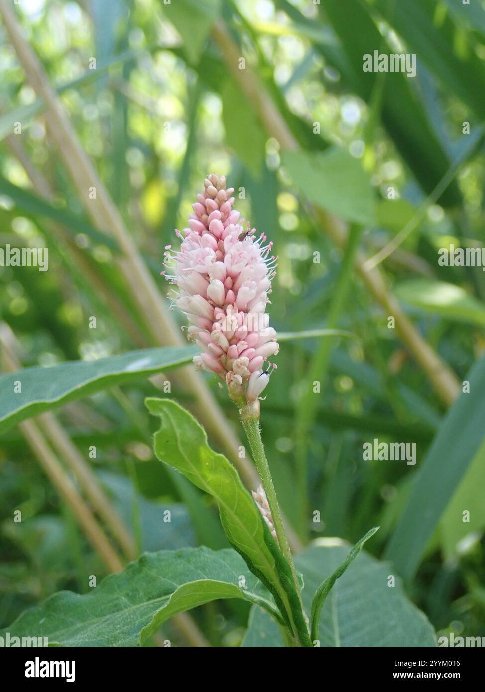 water smartweed (Persicaria amphibia Stock Photo - Alamy