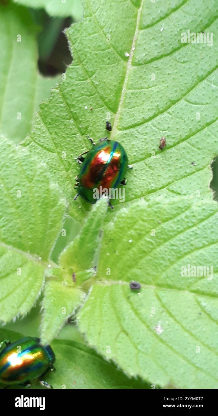 Dead-nettle Leaf Beetle (Fasta fastuosa Stock Photo - Alamy