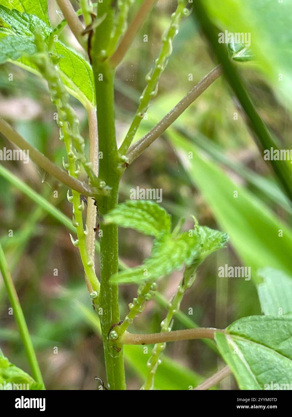 false nettle (Boehmeria cylindrica Stock Photo - Alamy