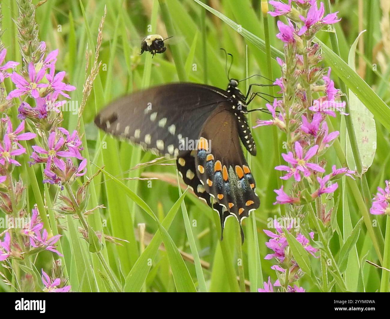 Spicebush Swallowtail (Papilio troilus Stock Photo - Alamy