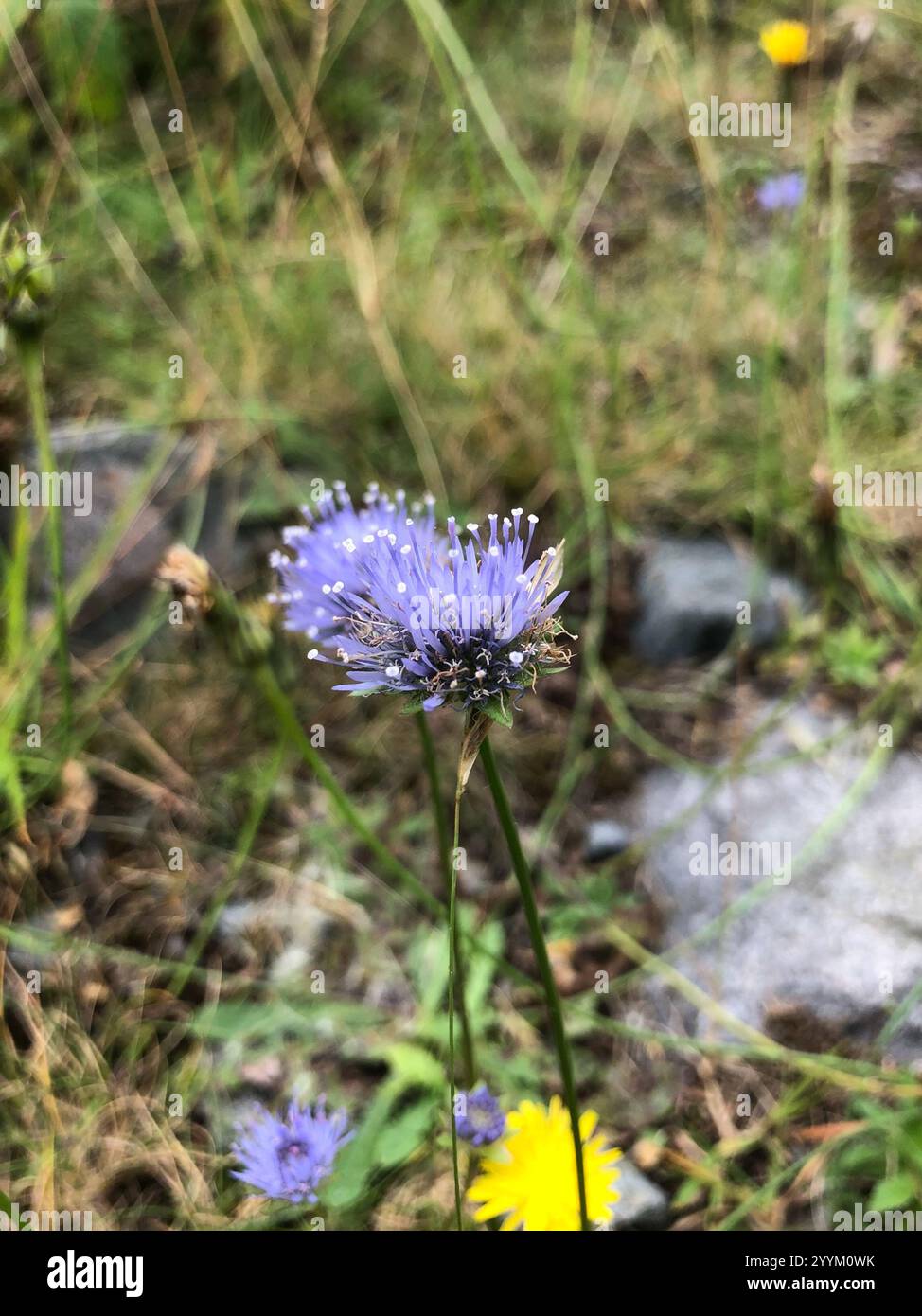 Sheep's-bit (Jasione montana Stock Photo - Alamy