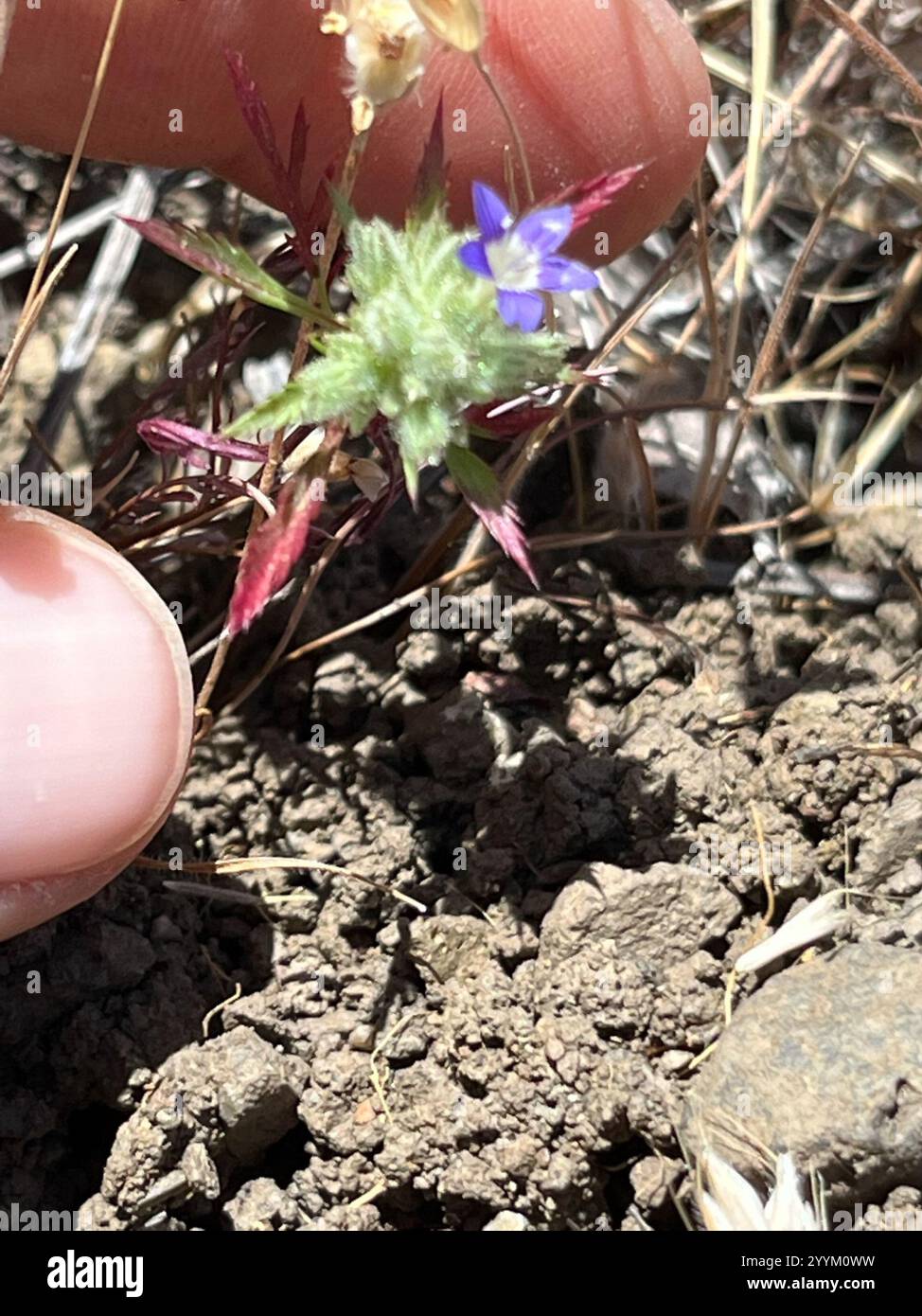 mitrefruit pincushionplant (Navarretia mitracarpa Stock Photo - Alamy