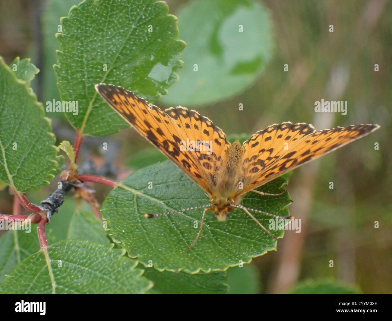 American Silver-bordered Fritillary (Boloria myrina Stock Photo - Alamy