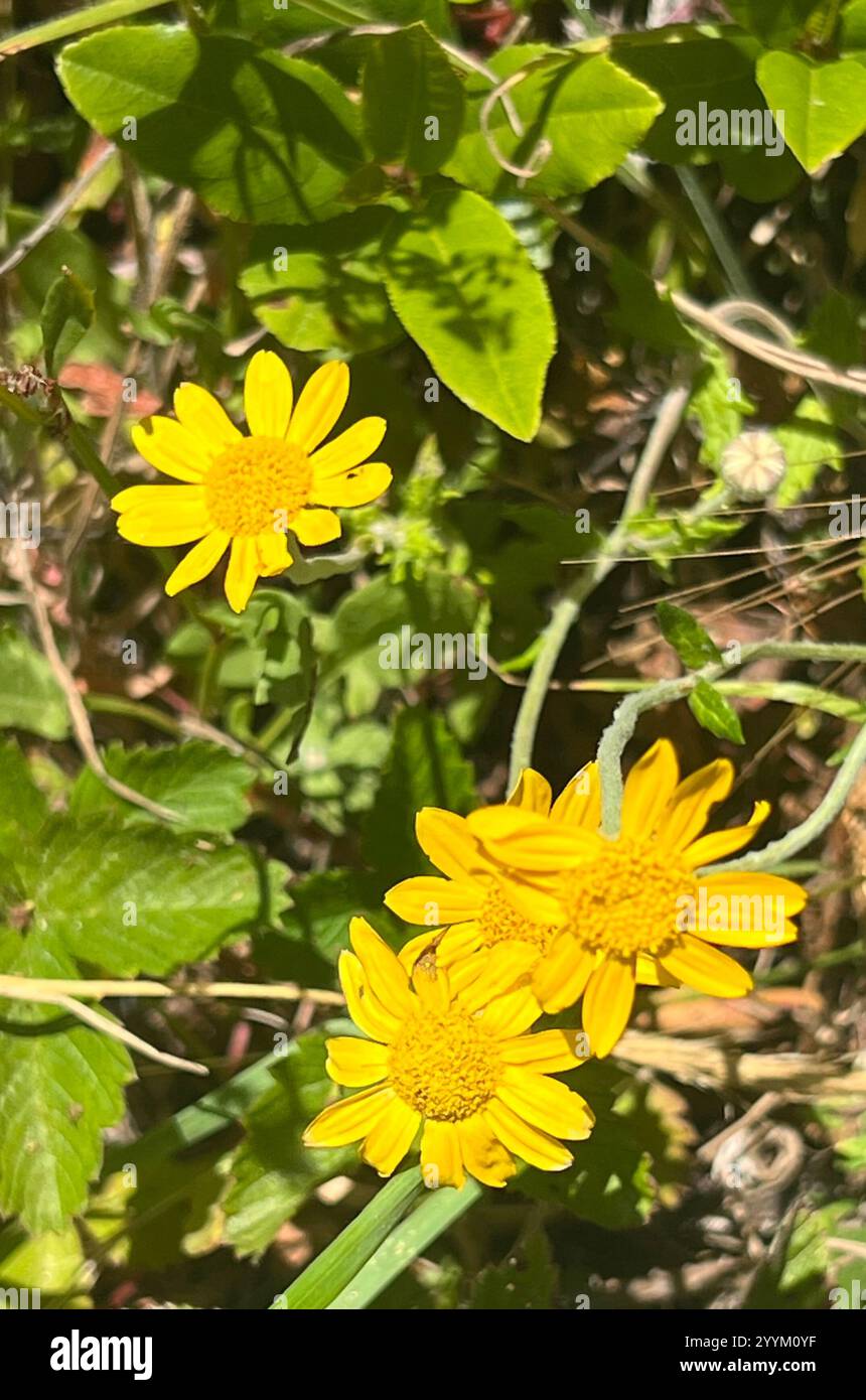 common woolly sunflower (Eriophyllum lanatum Stock Photo - Alamy