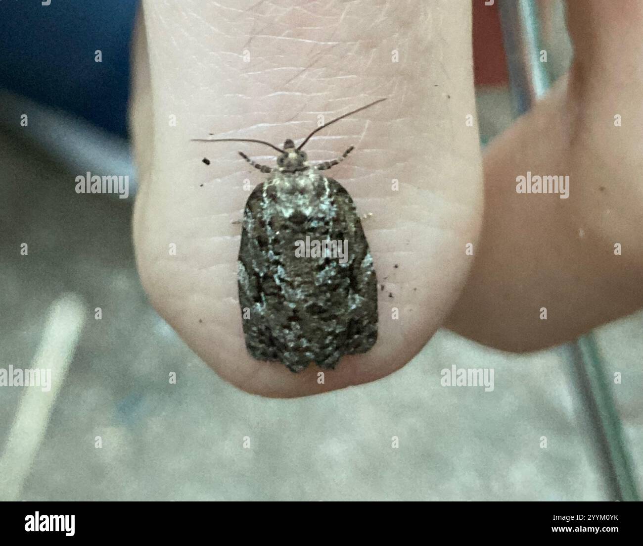 Spruce Budworm Moth (Choristoneura fumiferana Stock Photo - Alamy
