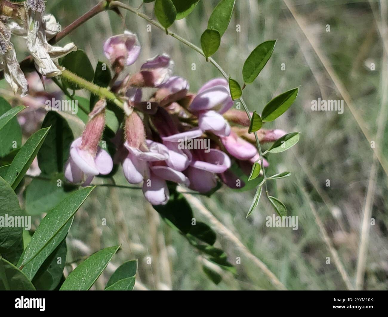 New Mexico locust (Robinia neomexicana Stock Photo - Alamy