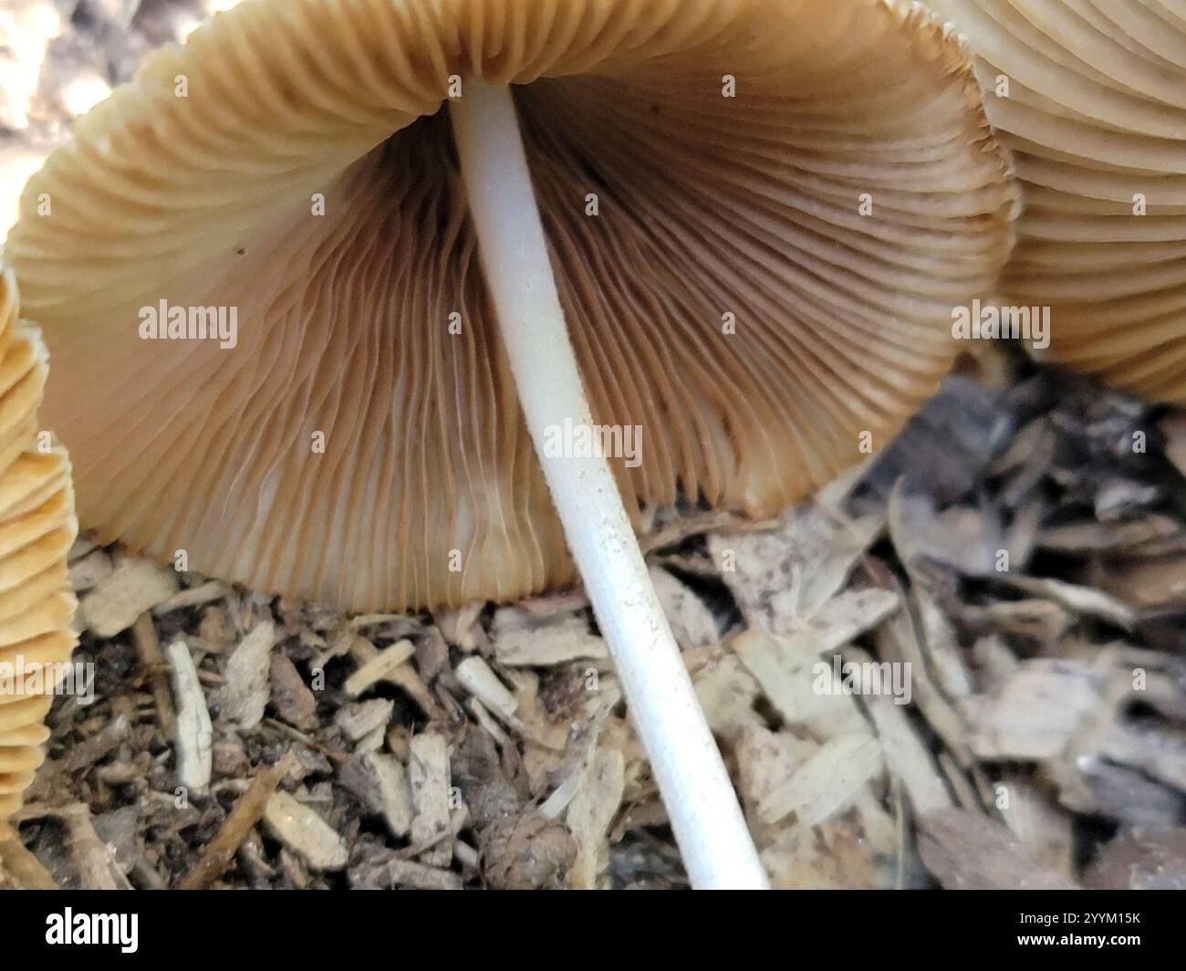 Milky conecap conocybe apala hi-res stock photography and images - Alamy