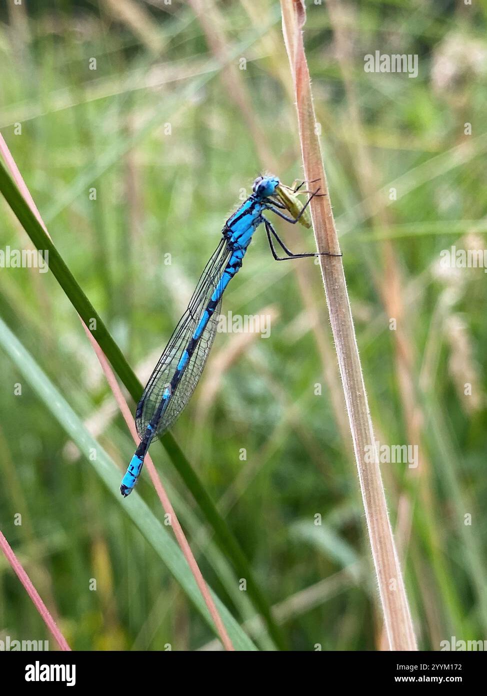 Common Blue Damselfly (Enallagma cyathigerum Stock Photo - Alamy
