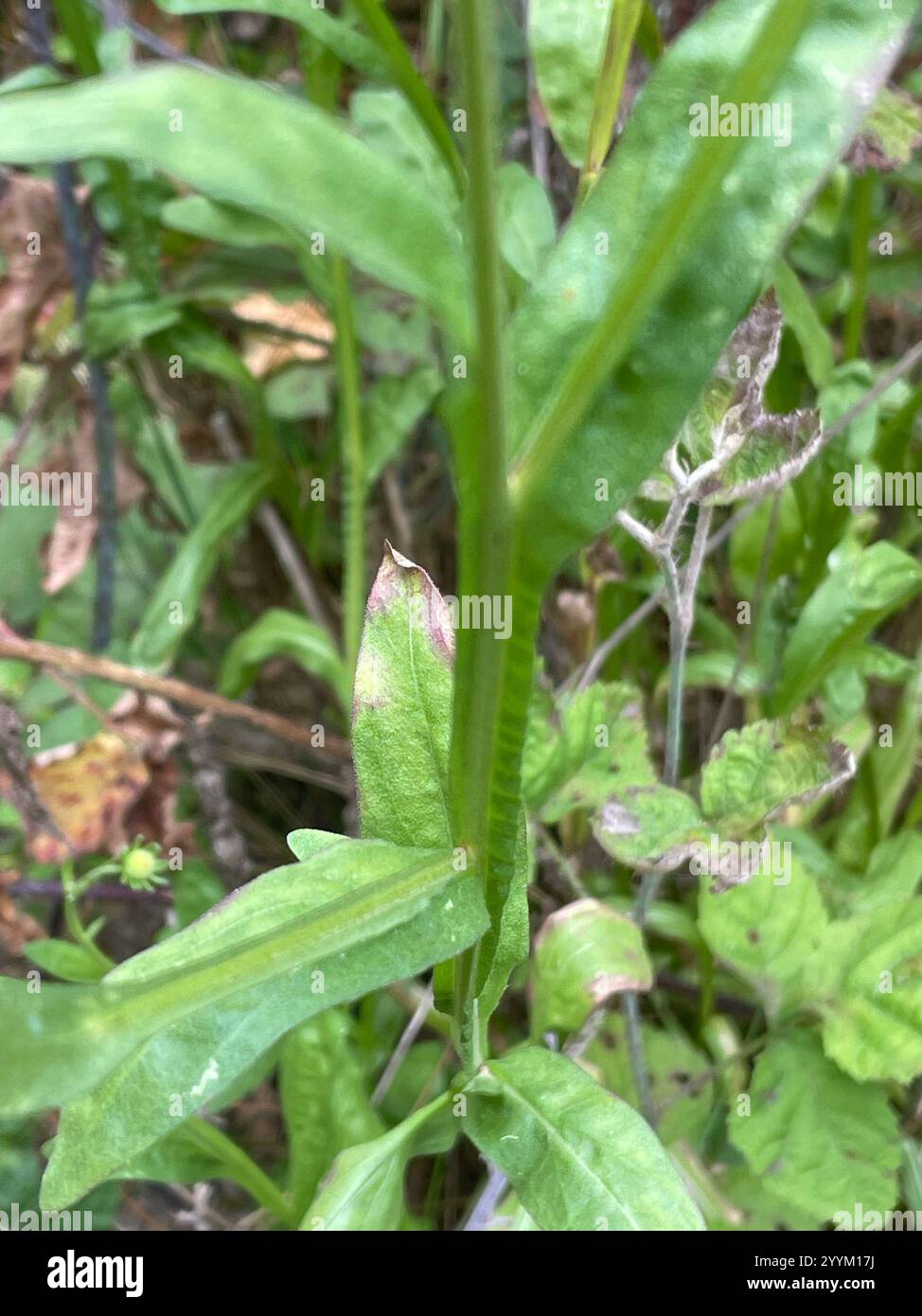 Rosilla hi-res stock photography and images - Alamy