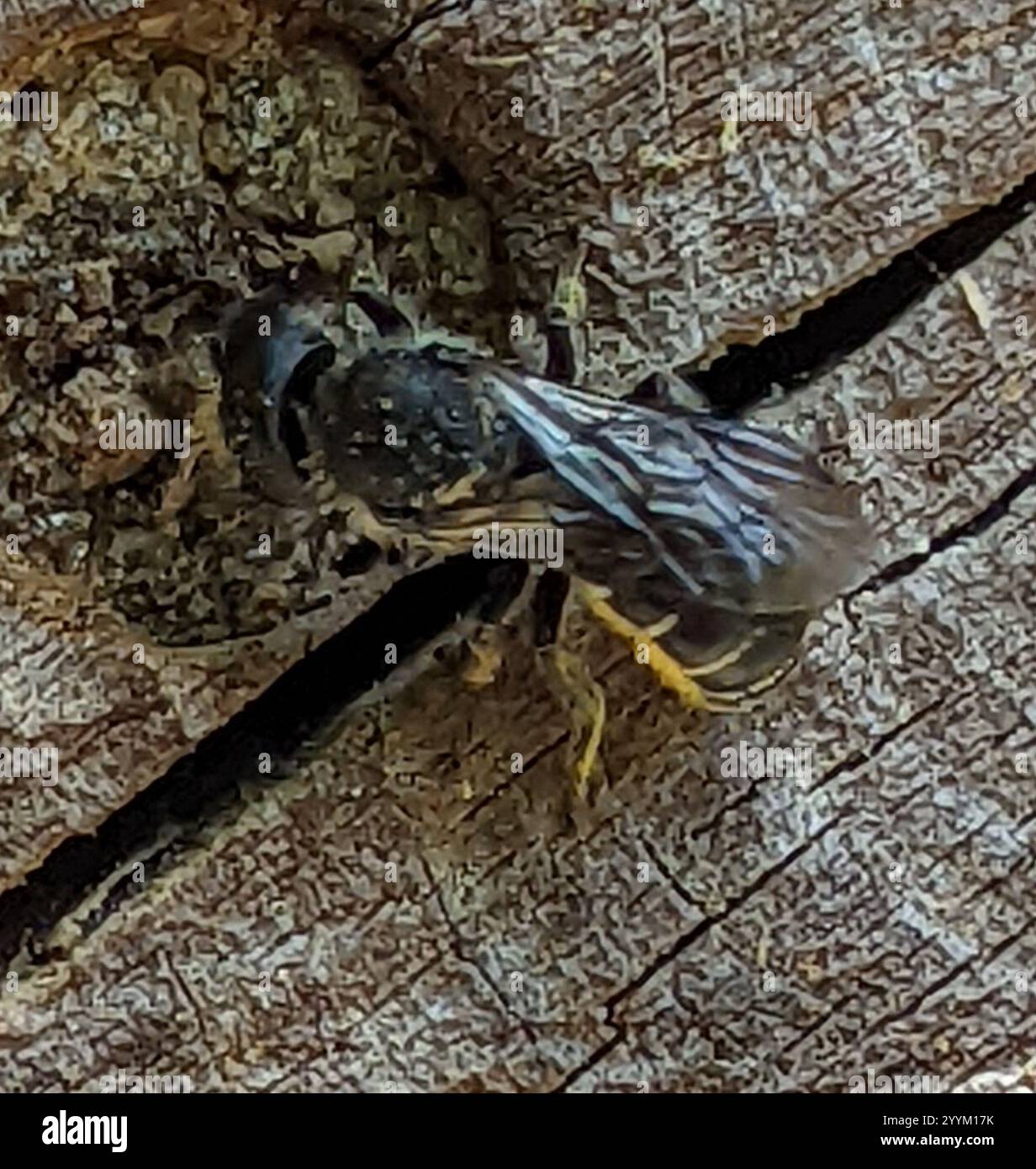 Large-headed Armoured-Resin bee (Heriades truncorum Stock Photo - Alamy