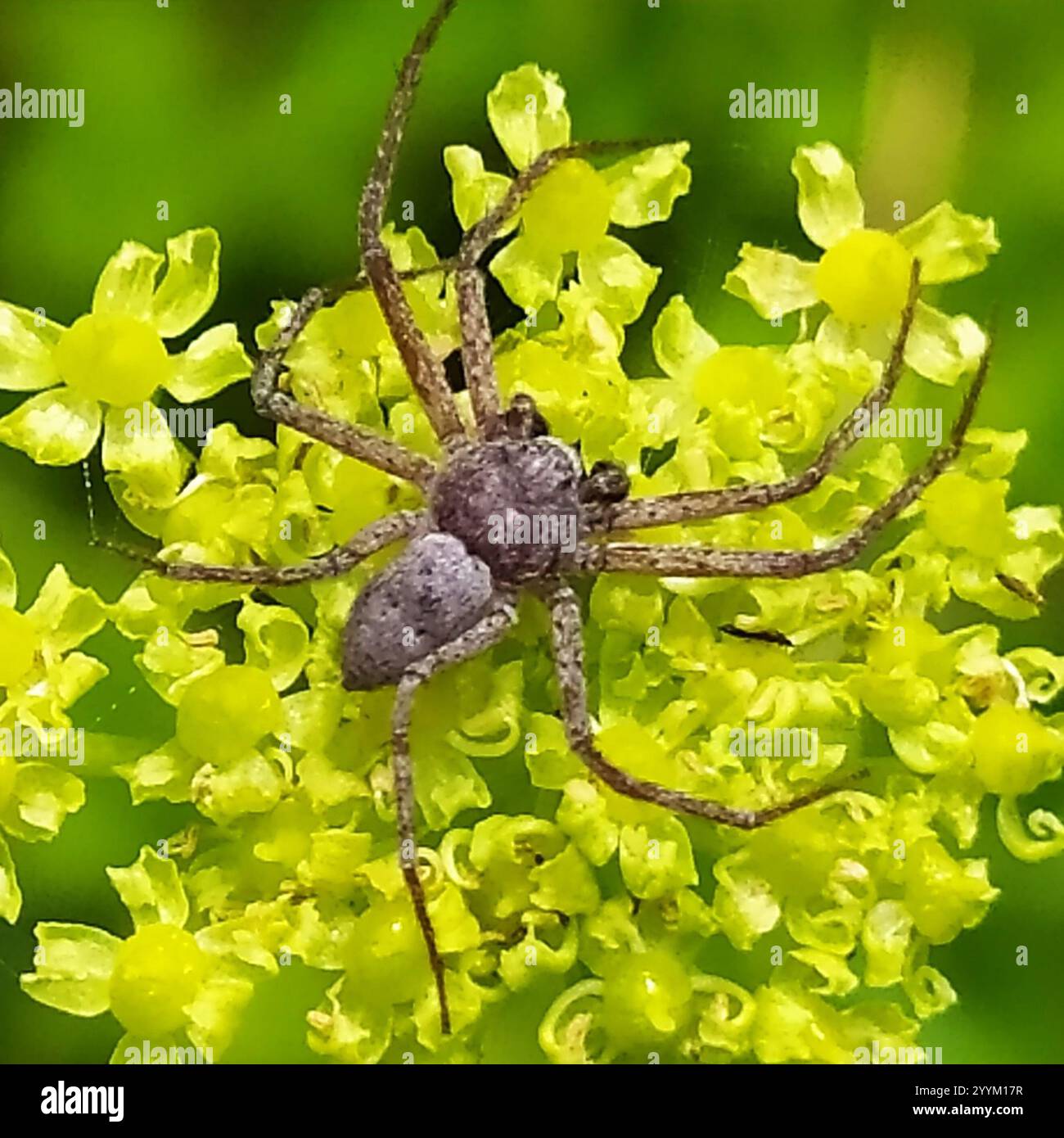 Running Crab Spiders (Philodromidae Stock Photo - Alamy
