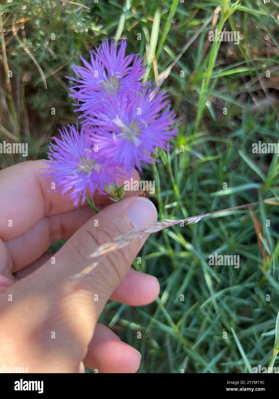 Fringed Pink (Dianthus hyssopifolius Stock Photo - Alamy