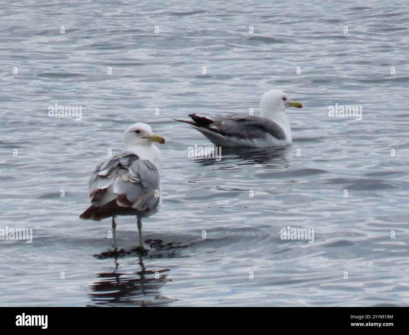 California Gull (Larus californicus Stock Photo - Alamy