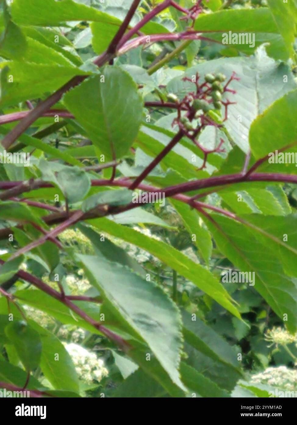 red-berried elder (Sambucus racemosa Stock Photo - Alamy
