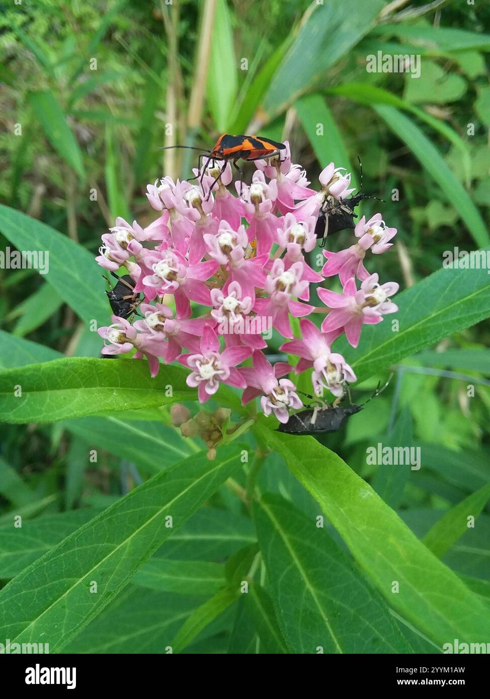 Black Stink Bug (Proxys punctulatus Stock Photo - Alamy