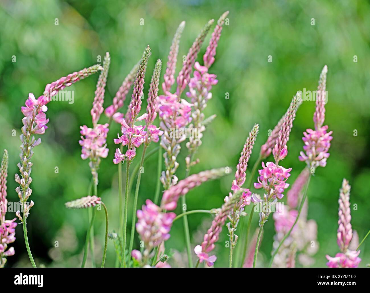 Seed sainfoin hi-res stock photography and images - Alamy