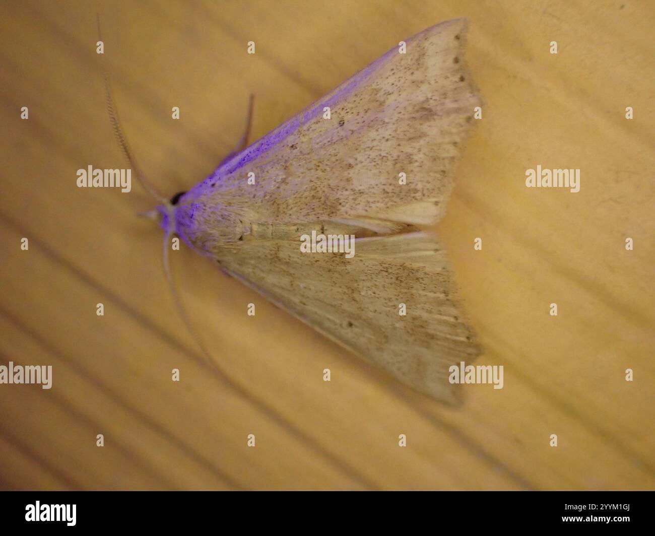 Underwing, Tiger, Tussock, and Allied Moths (Erebidae Stock Photo - Alamy
