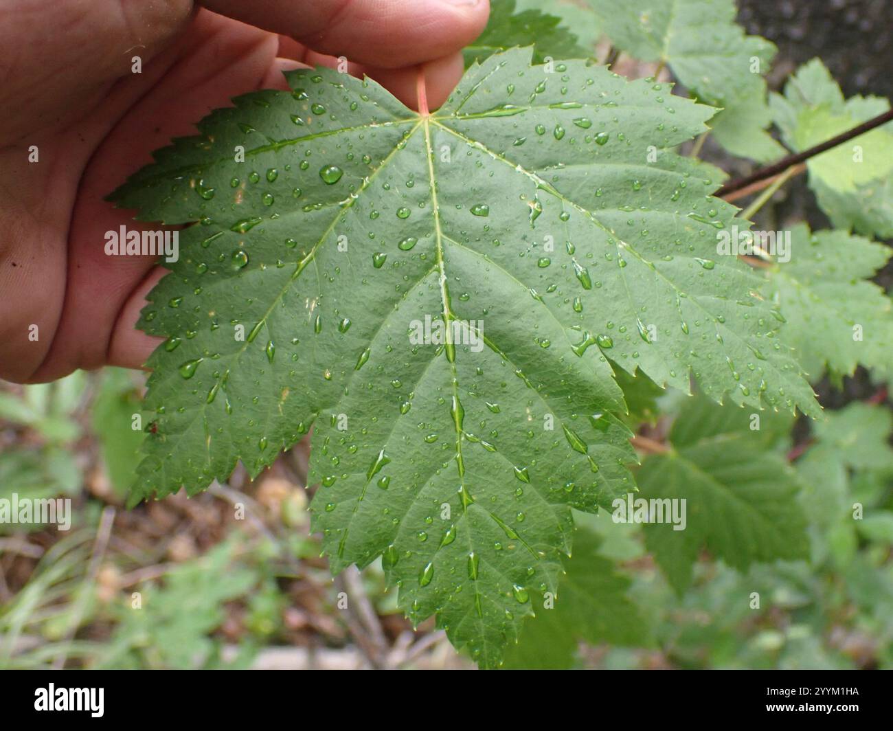 Rocky Mountain maple (Acer glabrum Stock Photo - Alamy