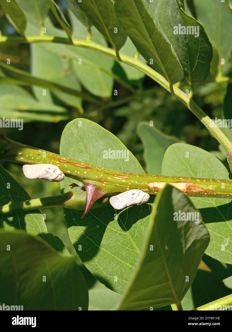 Citrus Flatid Planthopper (Metcalfa pruinosa Stock Photo - Alamy