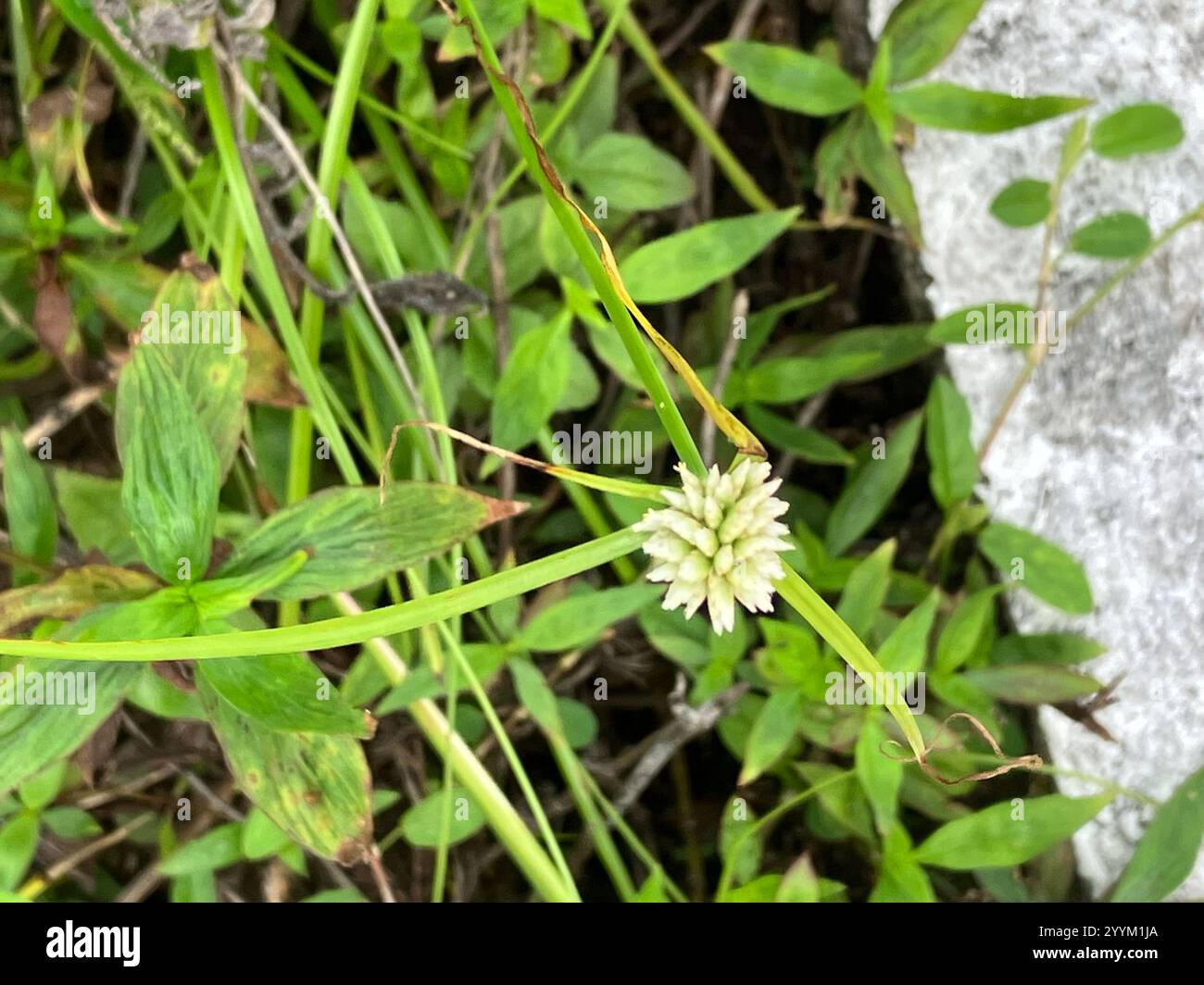 soft sedge (Cyperus dubius Stock Photo - Alamy