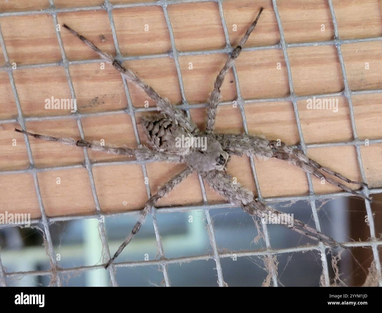 Dolomedes albineus hi-res stock photography and images - Alamy