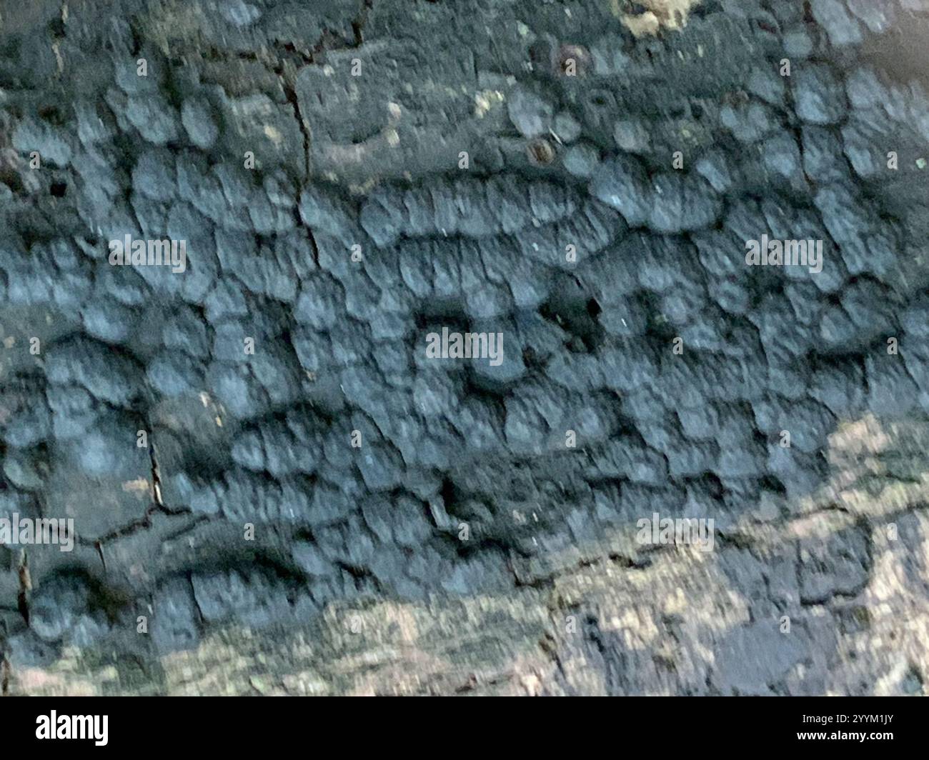 Brittle Cinder (Kretzschmaria deusta Stock Photo - Alamy