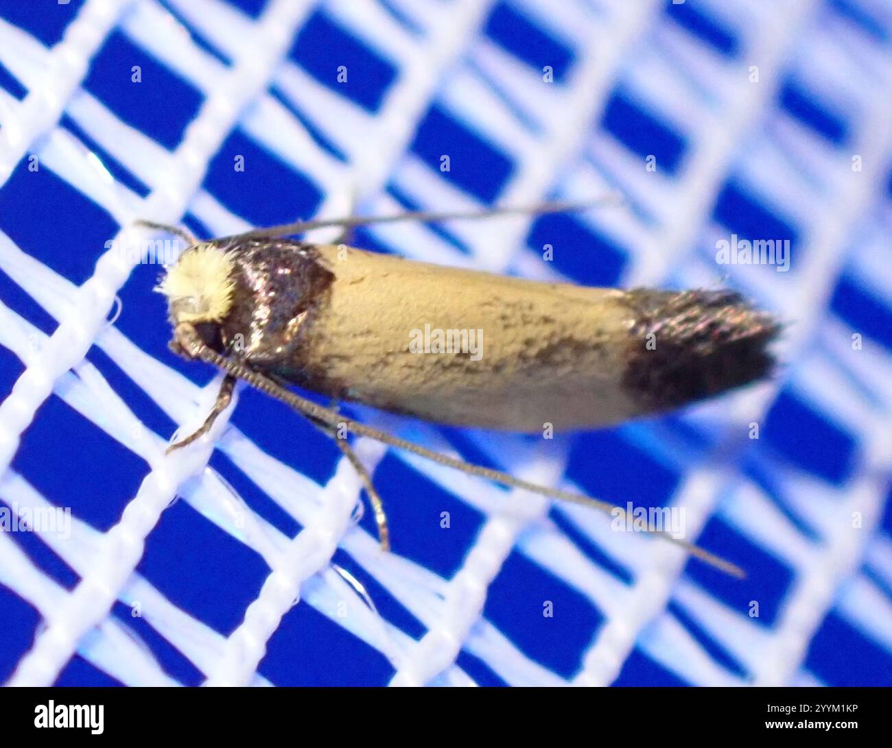 Fungus Moths, Clothes Moths, & Allies (Tineidae Stock Photo - Alamy