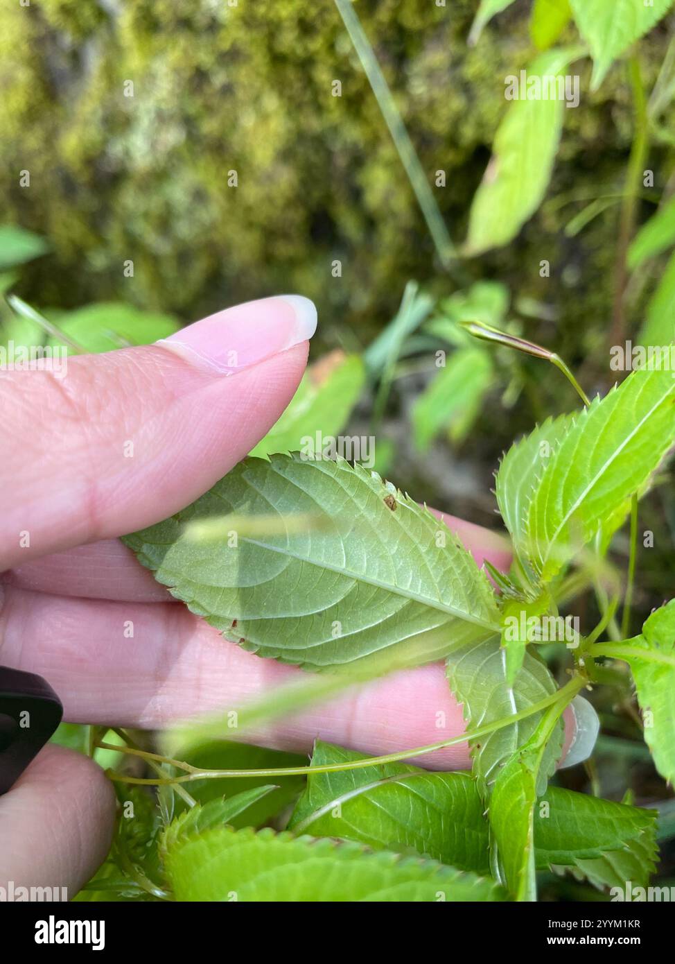 small balsam (Impatiens parviflora Stock Photo - Alamy